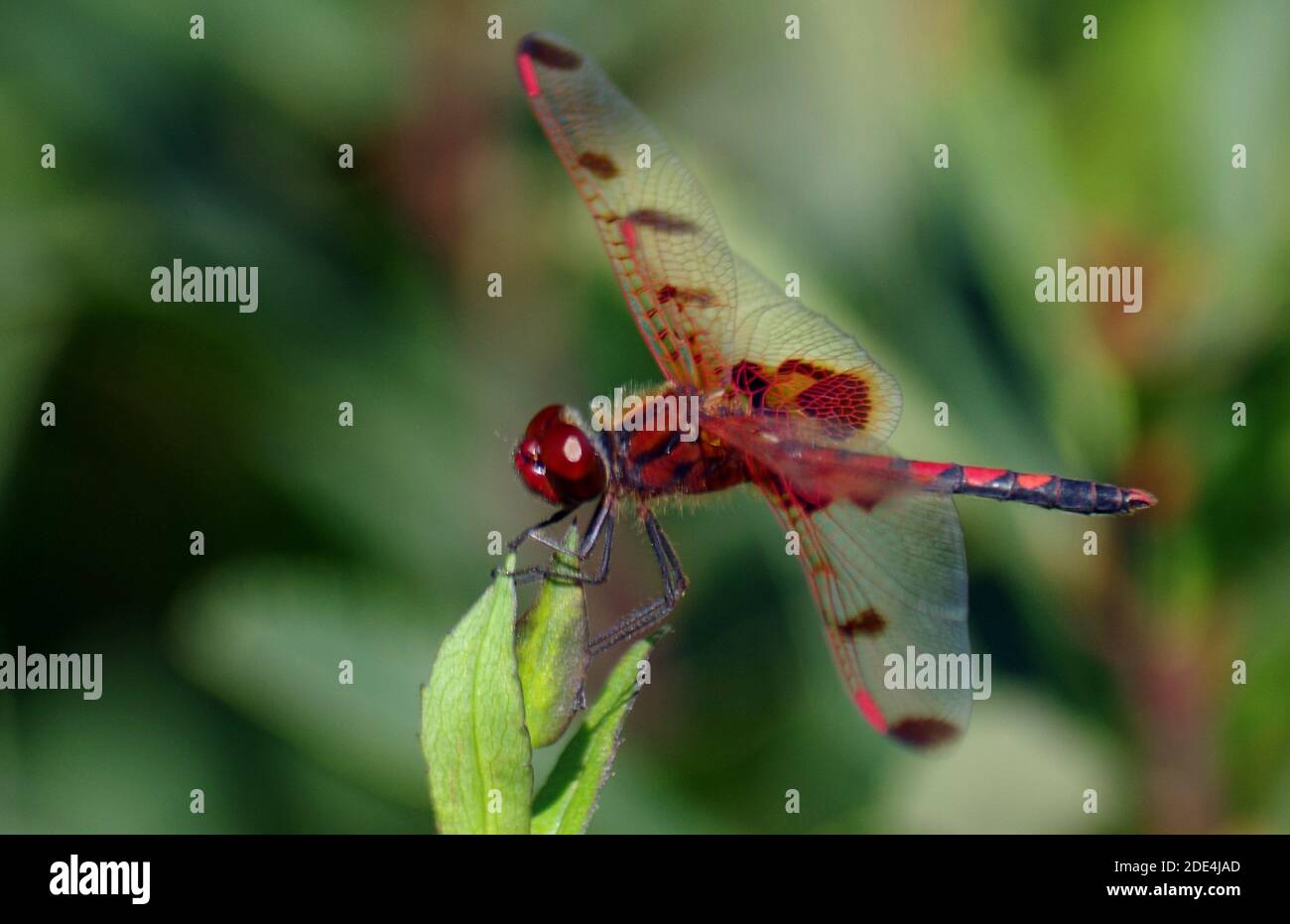 Common Skimmer Dragonfly Horizontal Stock Photo - Alamy