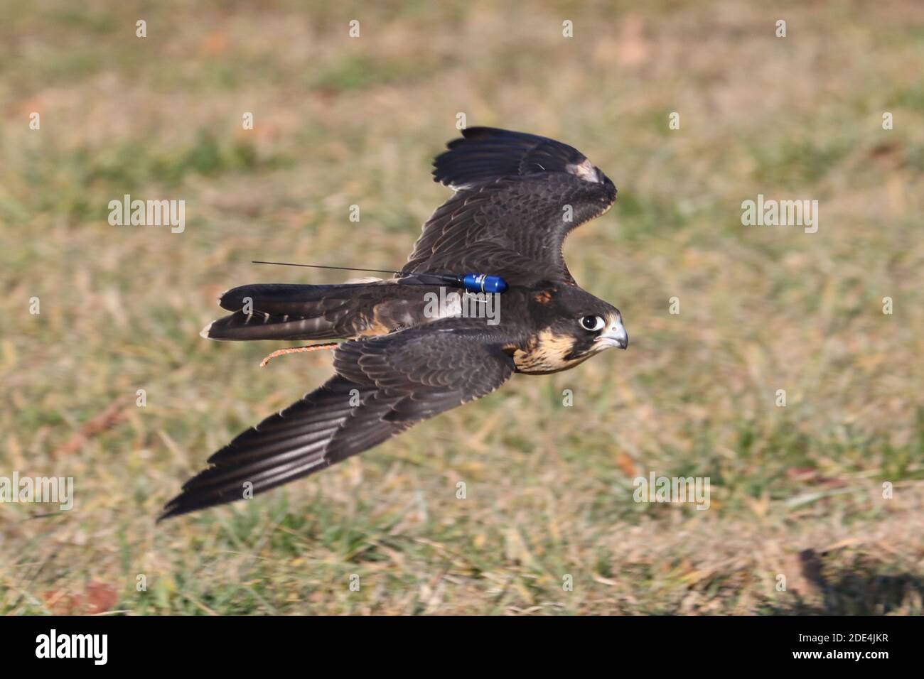 Peregrine falcon cross in flight demos Stock Photo - Alamy