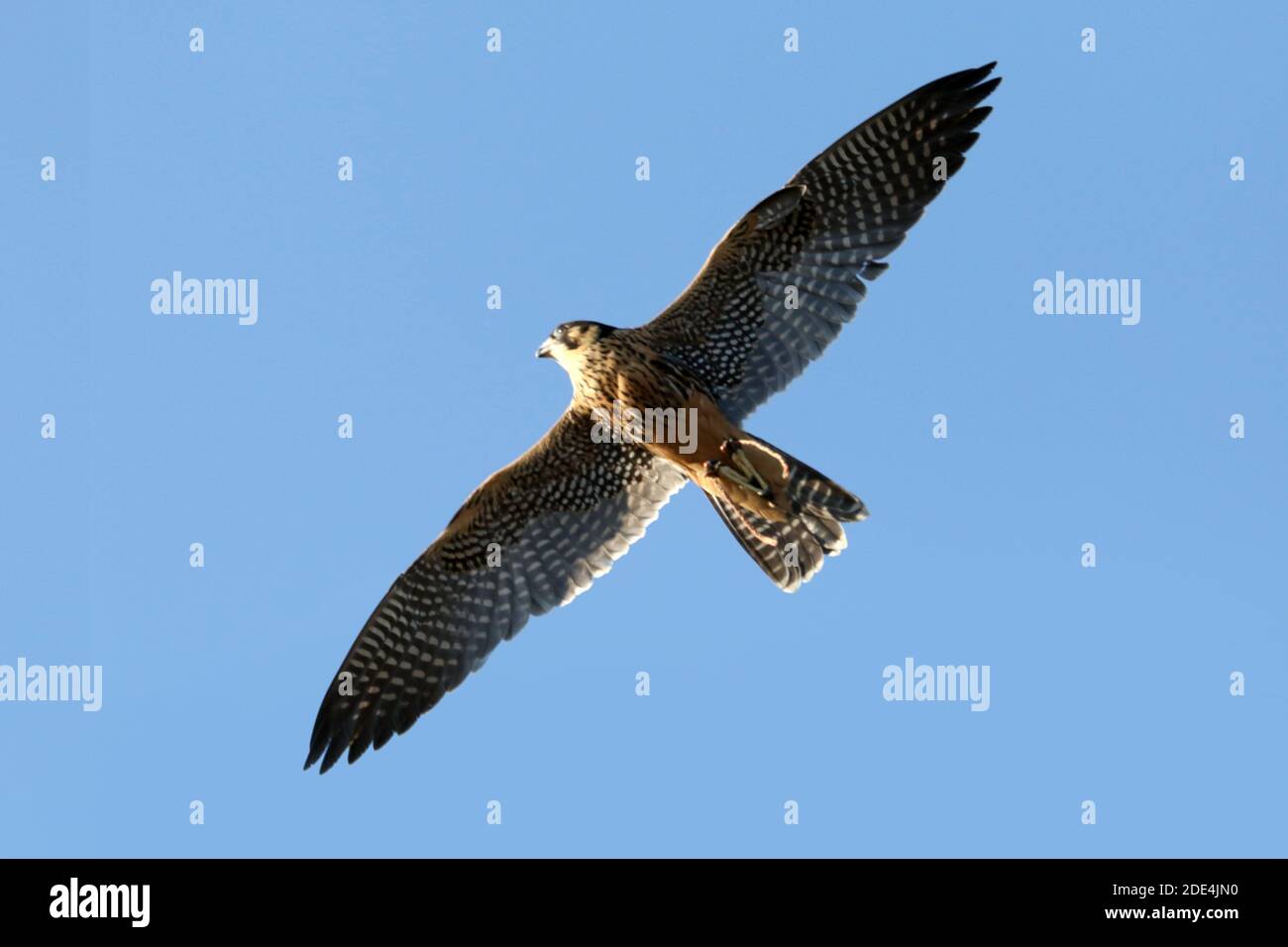 Peregrine falcon cross in flight demos Stock Photo - Alamy