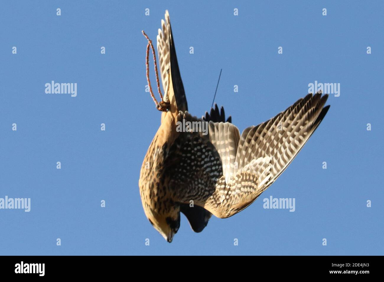 Peregrine falcon cross in flight demos Stock Photo - Alamy