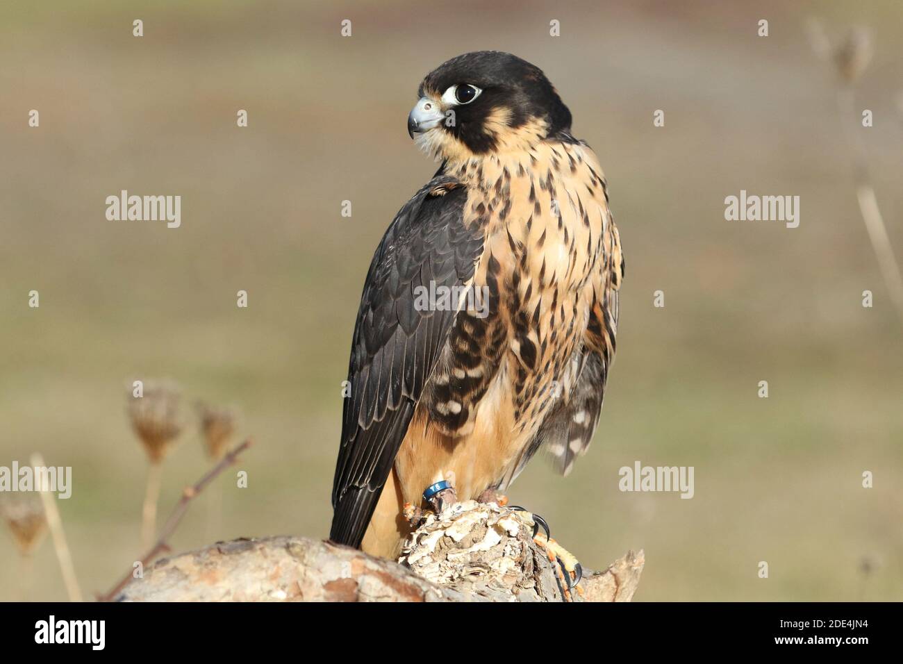 Peregrine falcon cross in flight demos Stock Photo - Alamy