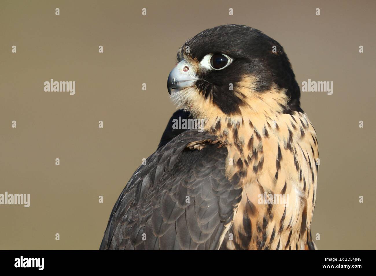 Peregrine falcon cross in flight demos Stock Photo - Alamy