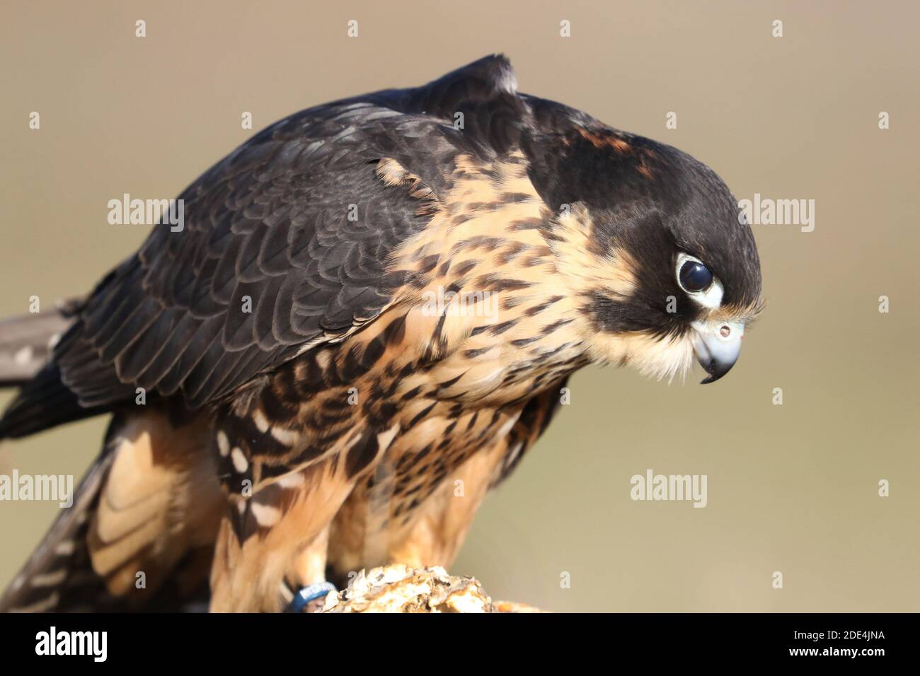 Peregrine falcon cross in flight demos Stock Photo - Alamy