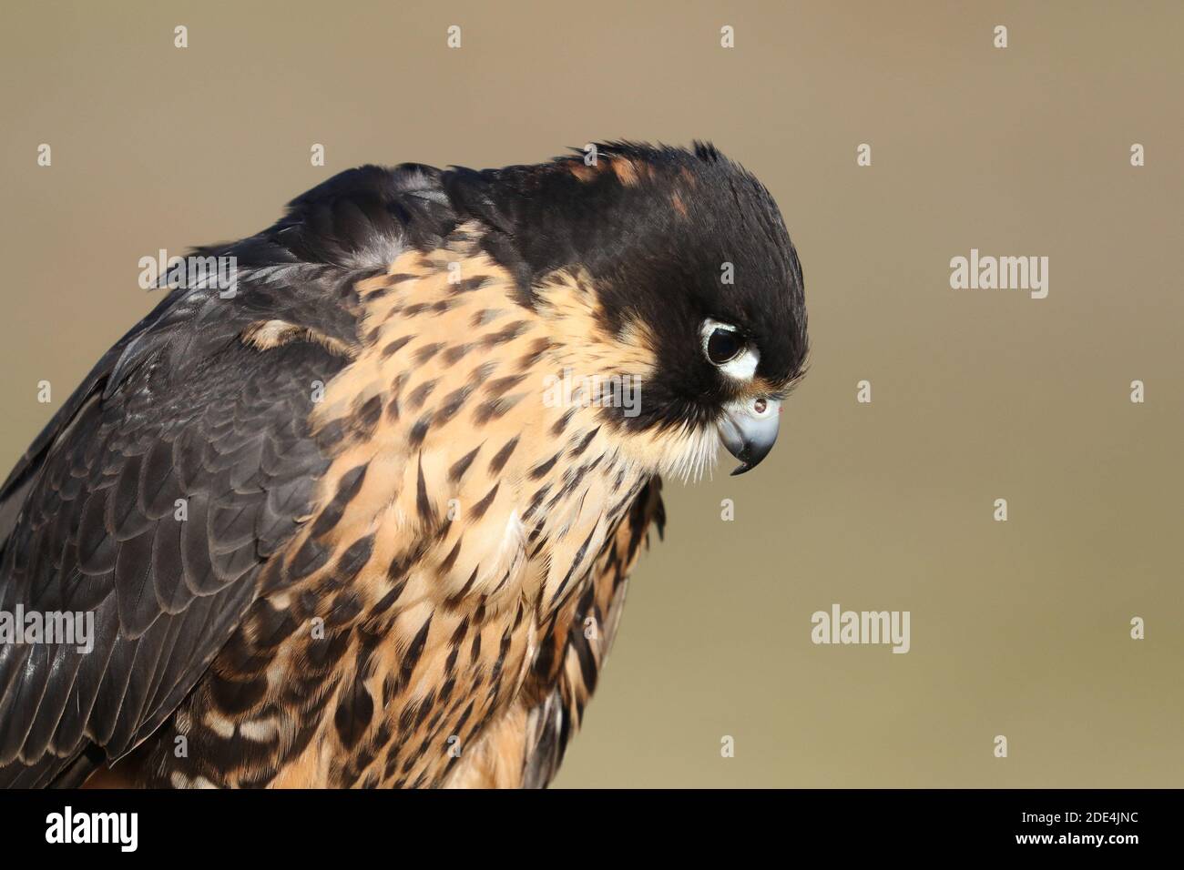 Peregrine falcon cross hi-res stock photography and images - Alamy
