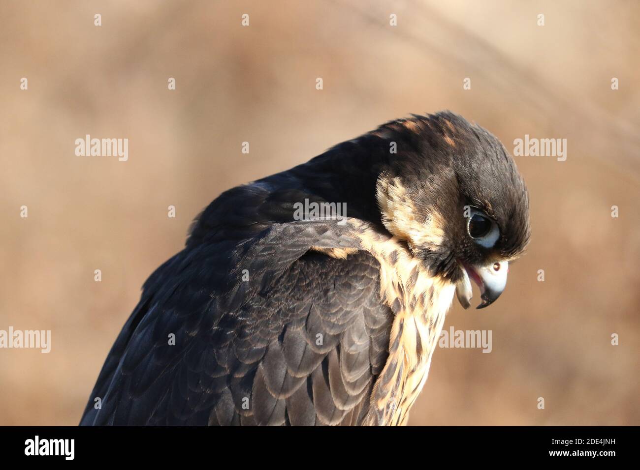 Peregrine falcon cross in flight demos Stock Photo - Alamy