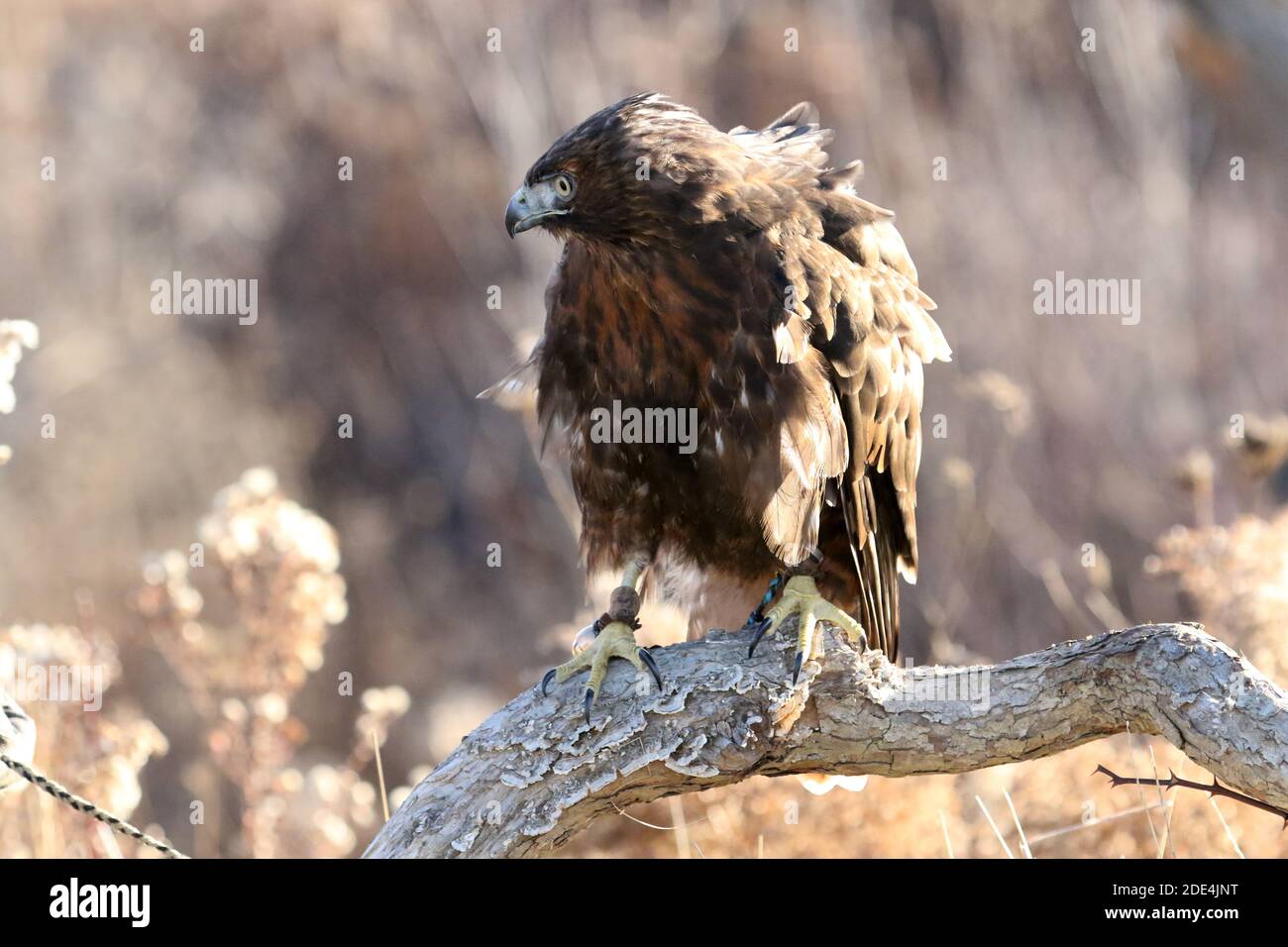 Peregrine falcon cross in flight demos Stock Photo - Alamy