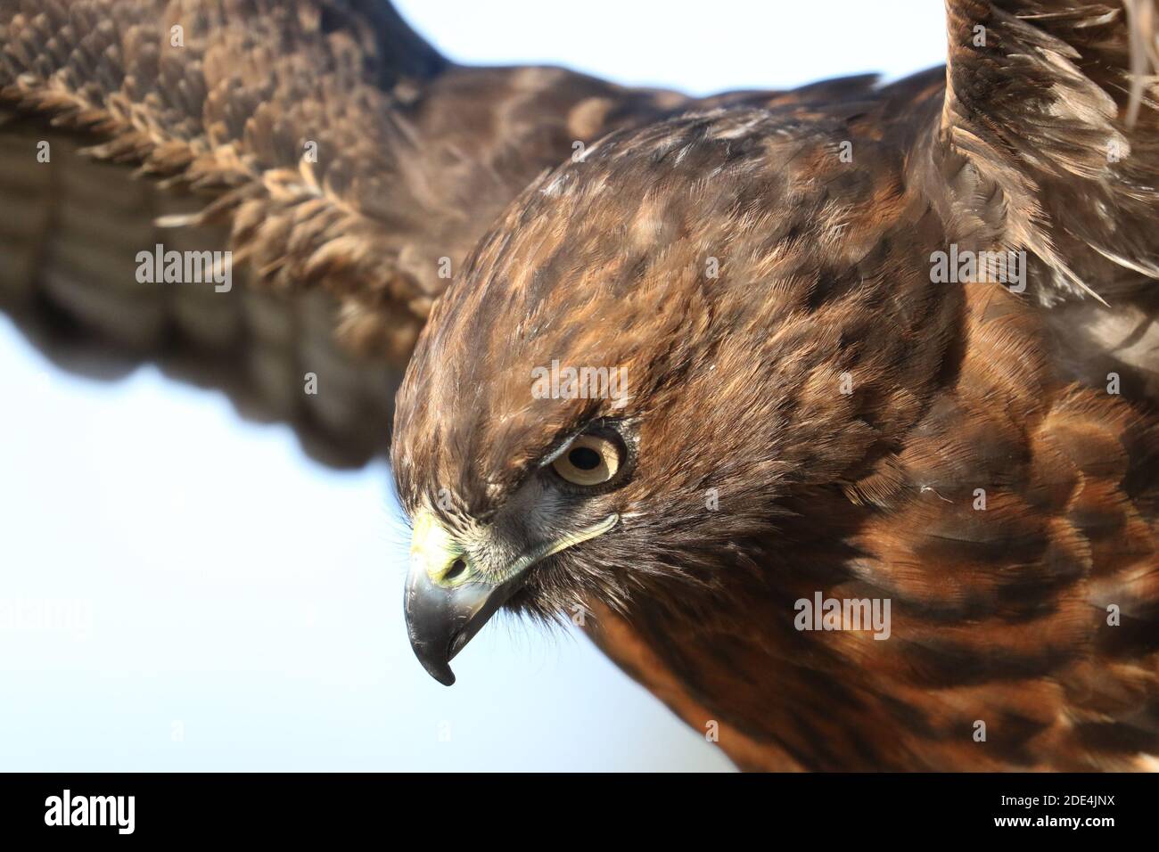 Falcon eye membrane hi-res stock photography and images - Alamy