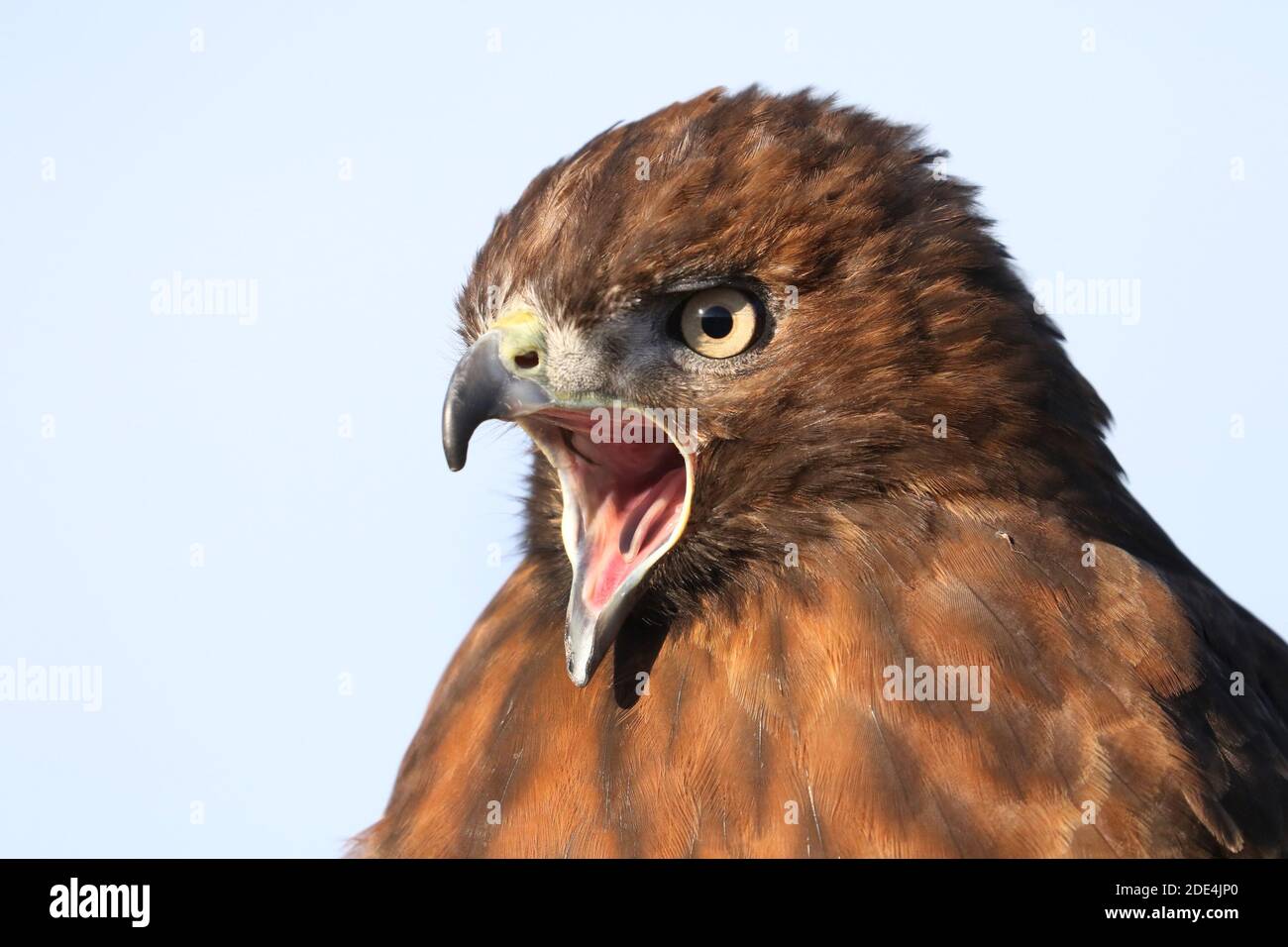 Falcon eye membrane hi-res stock photography and images - Alamy