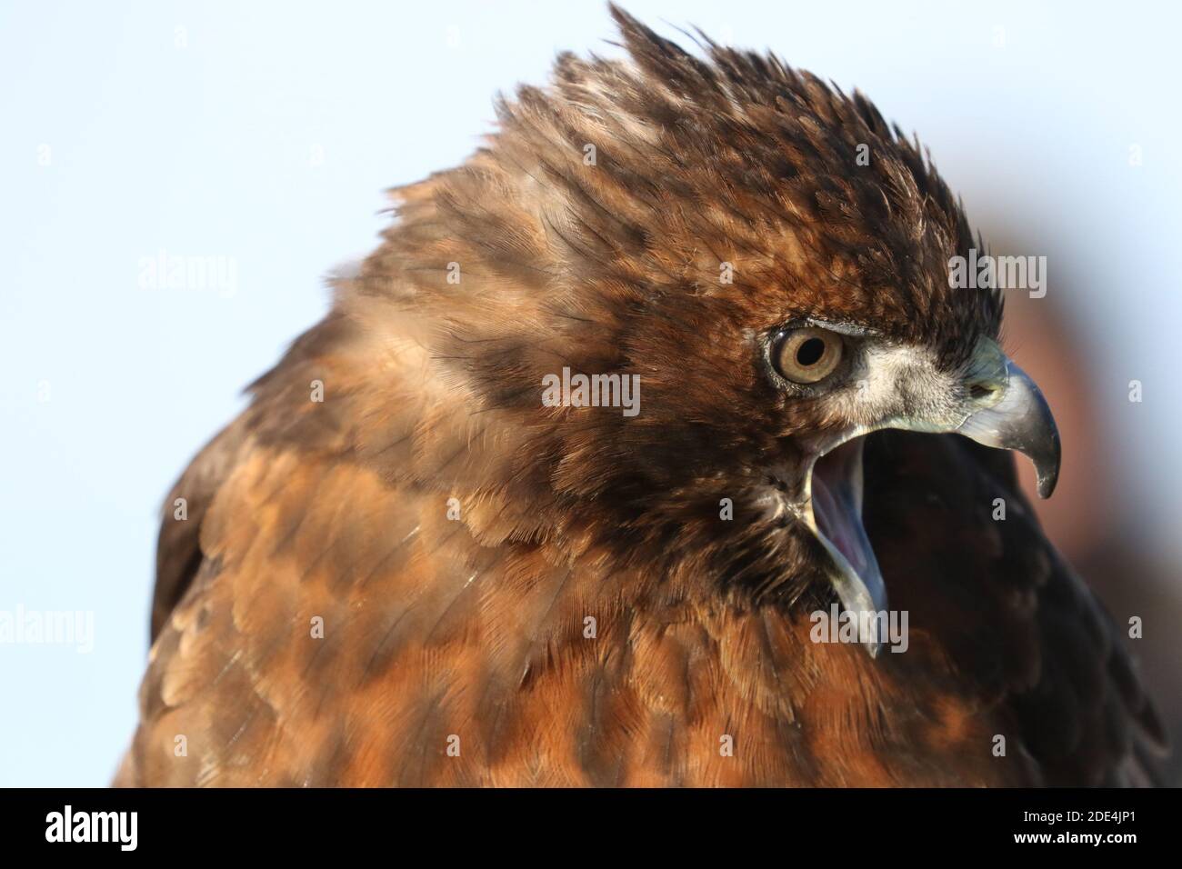 Peregrine falcon cross in flight demos Stock Photo - Alamy