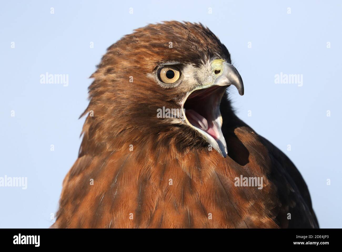 Peregrine falcon open wings bird hi-res stock photography and images ...