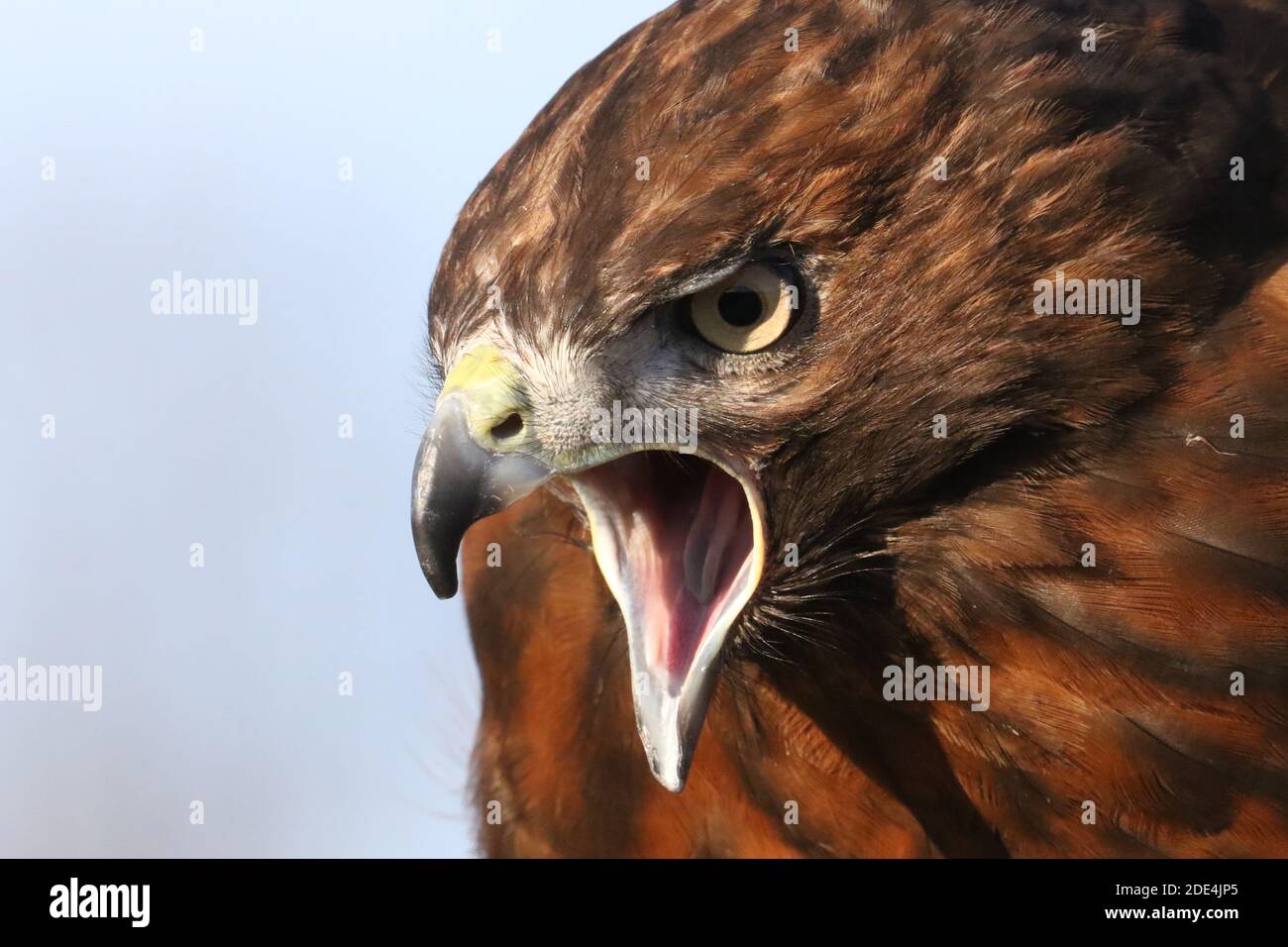 Peregrine falcon cross in flight demos Stock Photo - Alamy