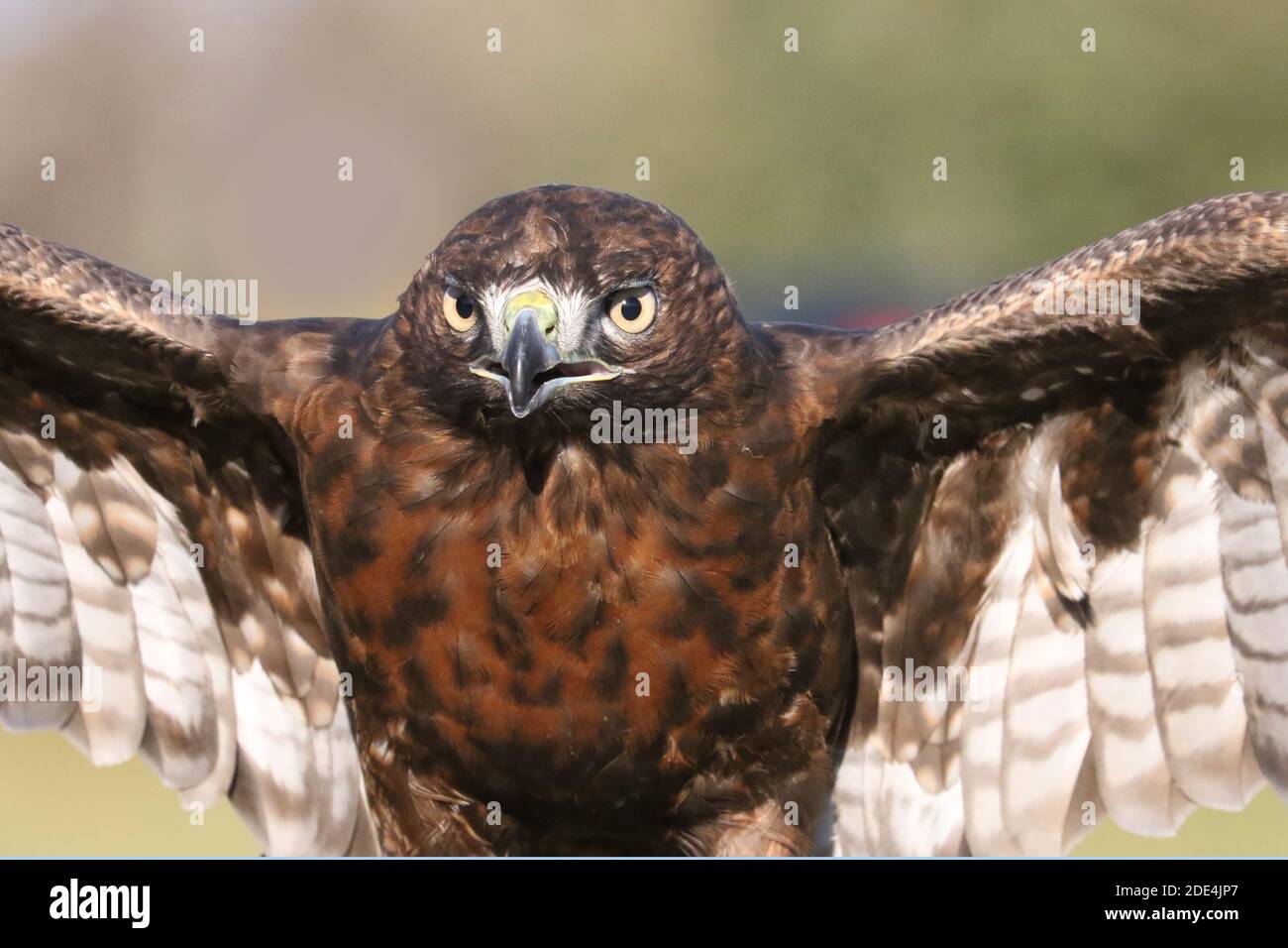 Peregrine falcon cross in flight demos Stock Photo - Alamy
