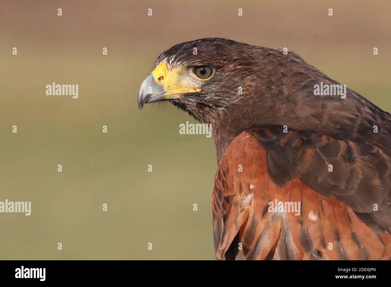 Harris Hawk profile in fall sun Stock Photo - Alamy