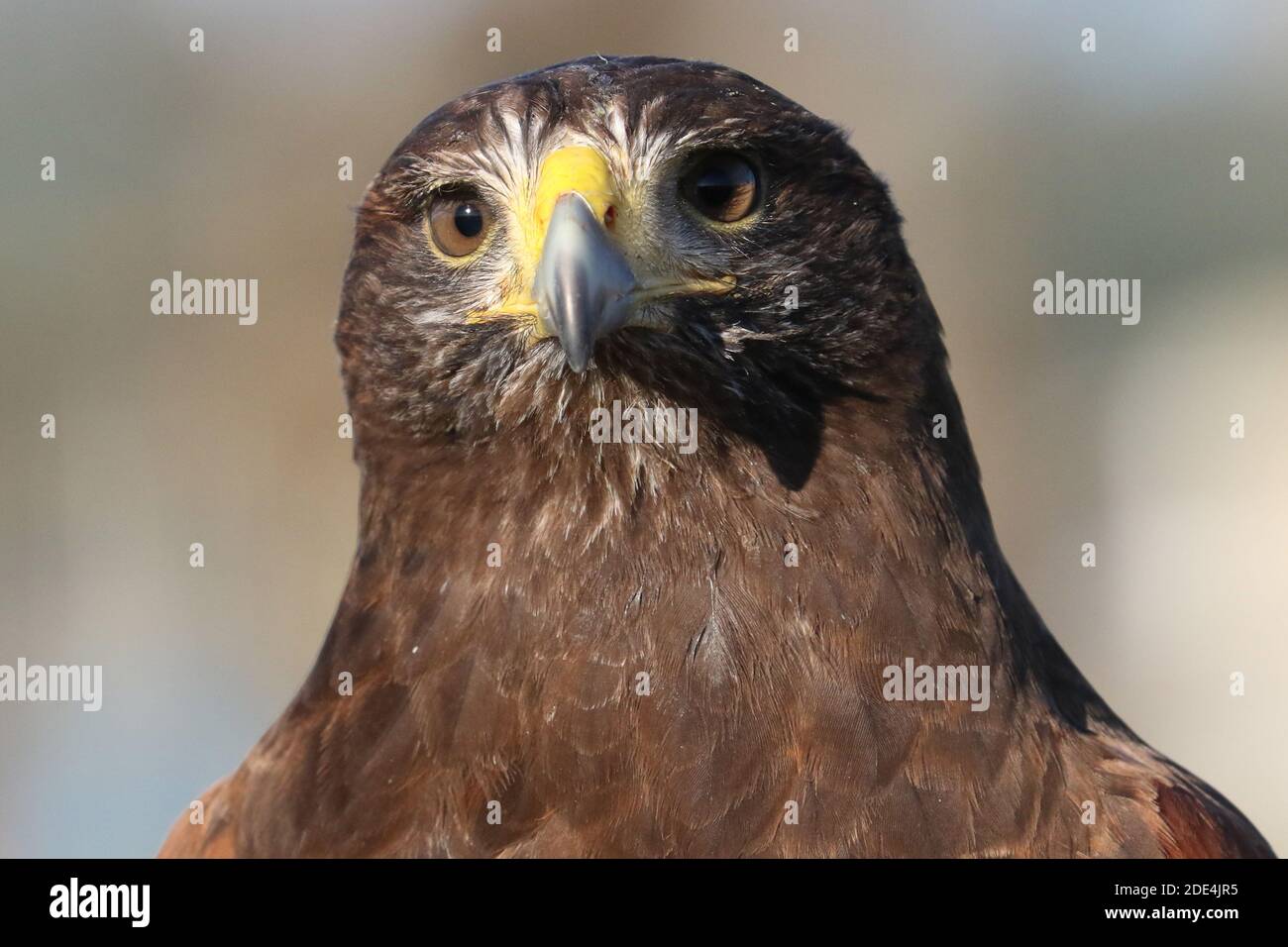 Harris Hawk taking off landing and flying Stock Photo - Alamy