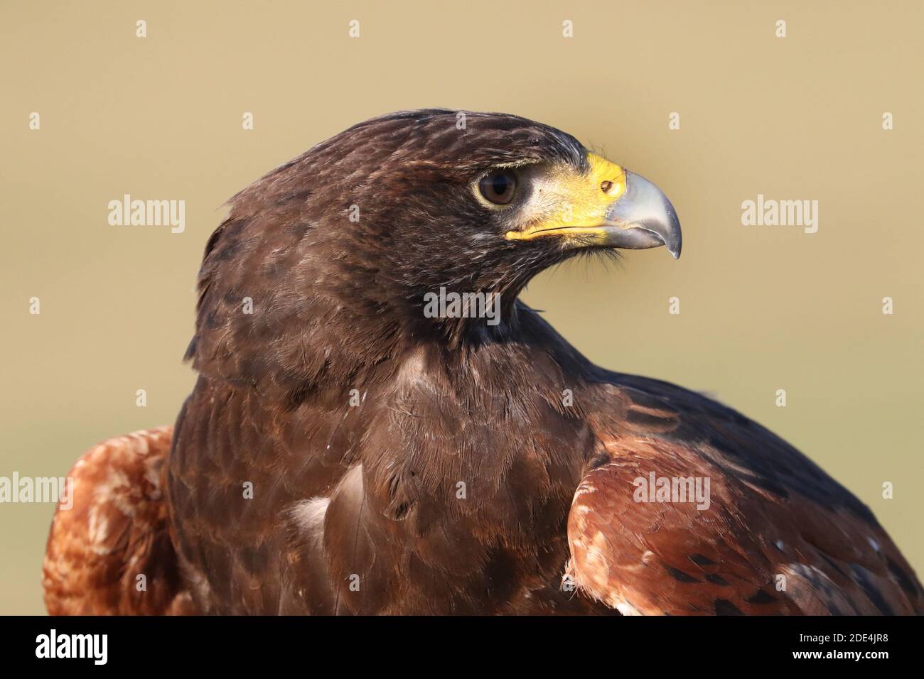 Harris hawk hunting group hi-res stock photography and images - Alamy