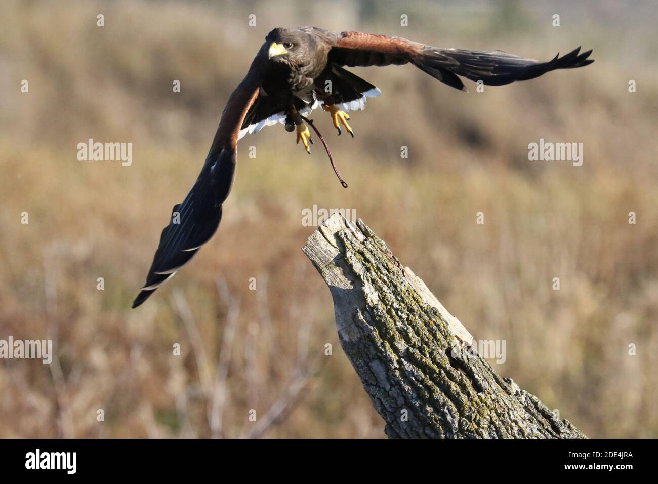 Harris Hawk taking off landing and flying Stock Photo - Alamy