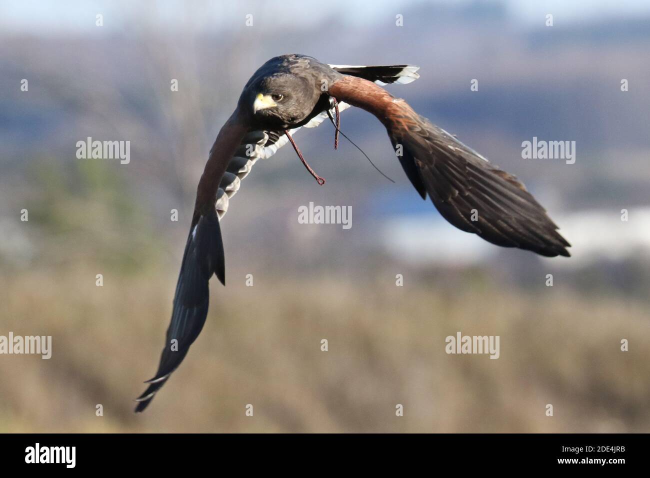 Harris Hawk taking off landing and flying Stock Photo - Alamy