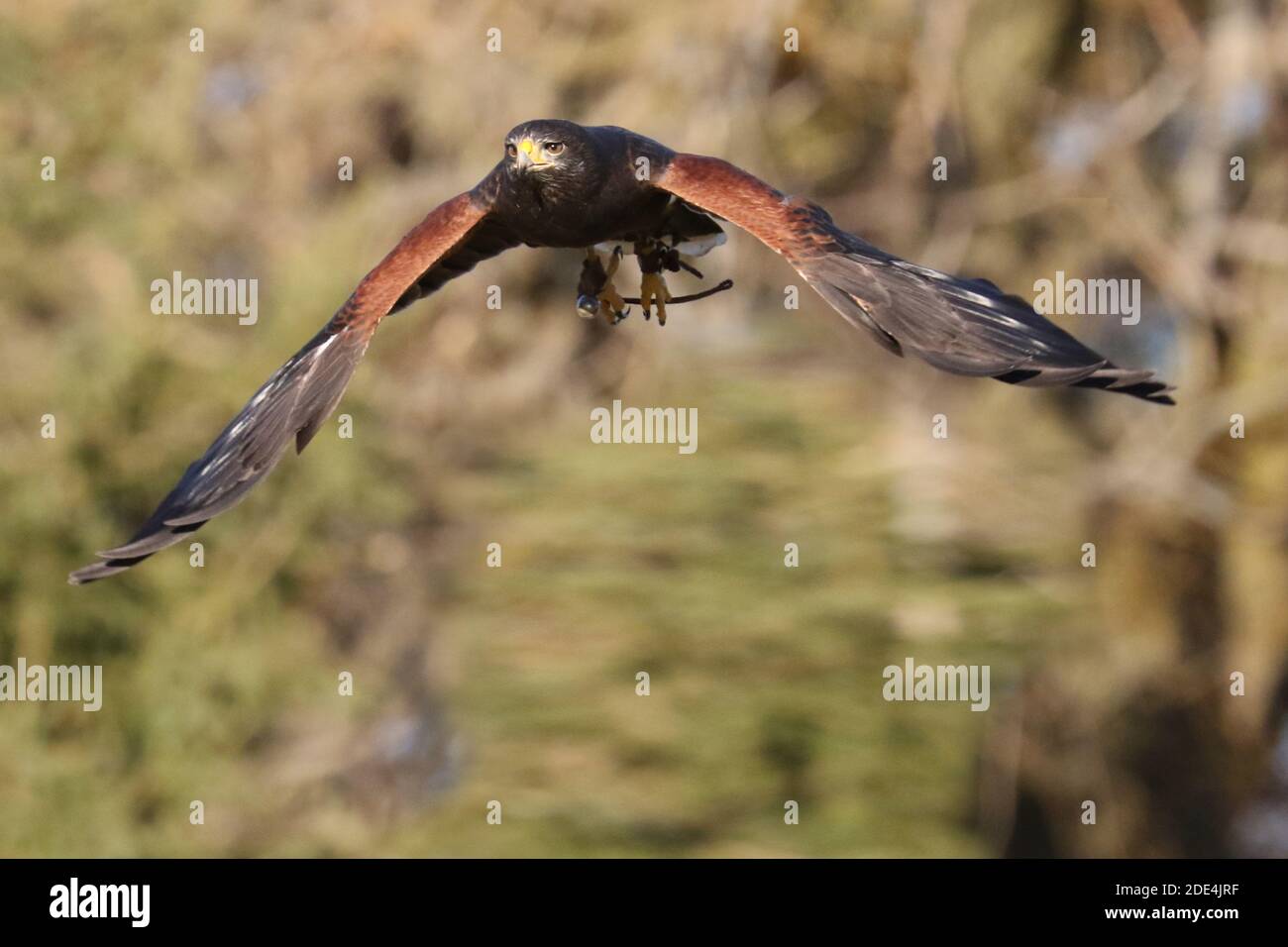 Harris Hawk taking off landing and flying Stock Photo - Alamy