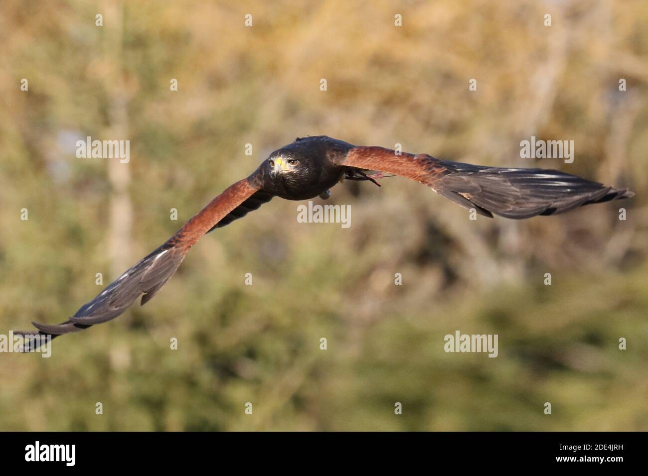 Harris Hawk taking off landing and flying Stock Photo - Alamy