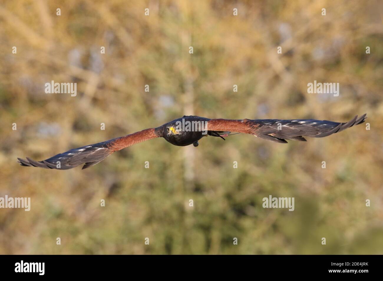 Harris Hawk taking off landing and flying Stock Photo - Alamy