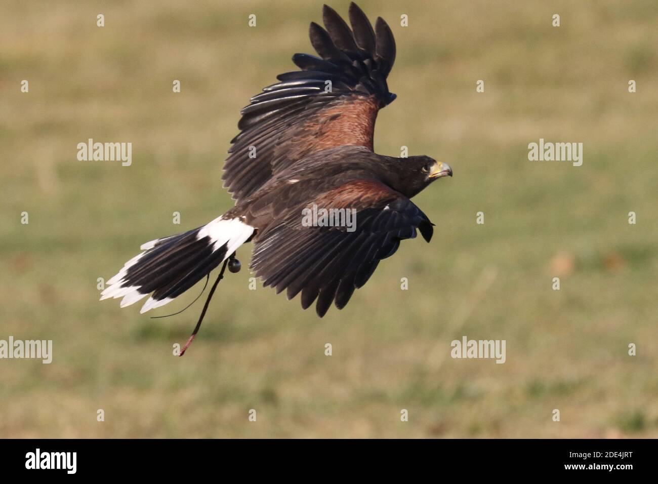 Harris Hawk taking off landing and flying Stock Photo - Alamy