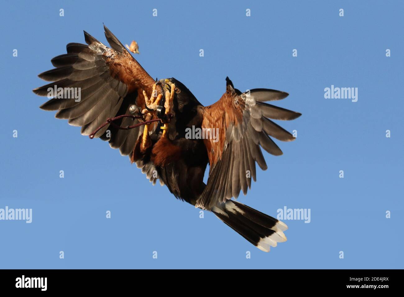 Harris Hawk taking off landing and flying Stock Photo - Alamy
