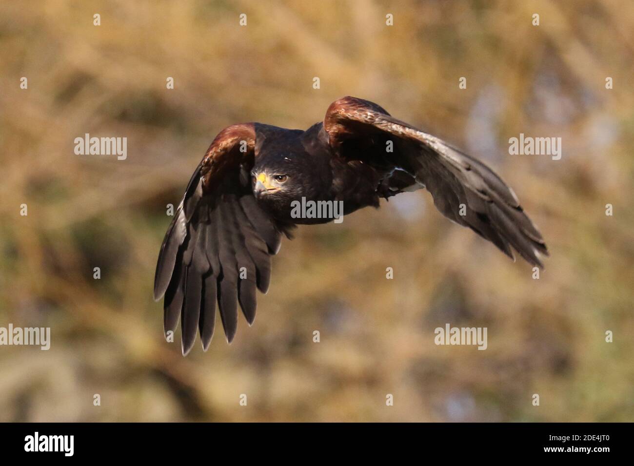 Harris Hawk taking off landing and flying Stock Photo - Alamy