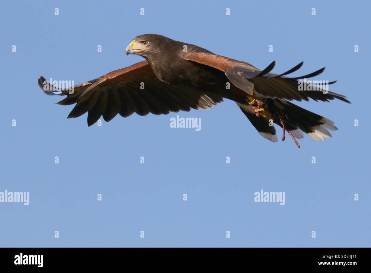 Harris Hawk taking off landing and flying Stock Photo - Alamy