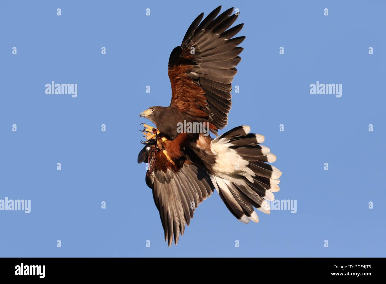 Harris hawk group hunting hi-res stock photography and images - Alamy