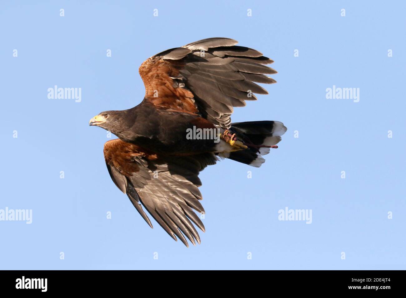 Harris hawk hunting group hi-res stock photography and images - Alamy