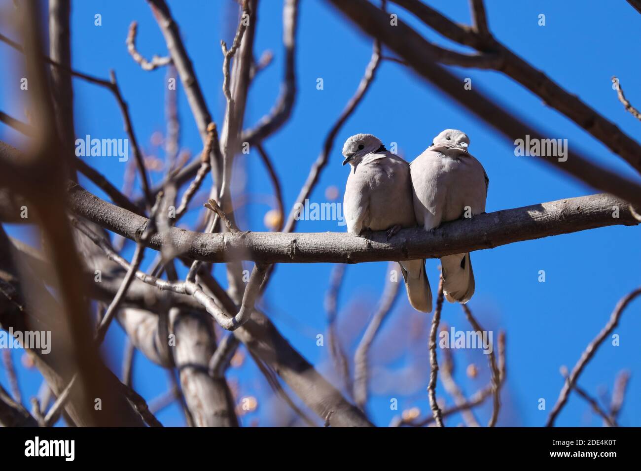 Cape Turtle Dove Pair In Early Spring (Streptopelia capicola Stock ...