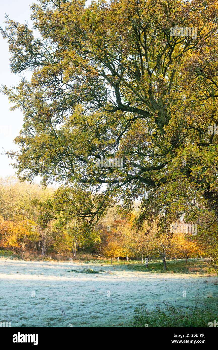 Early frosty autumn morning at sunrise in the Buckinghamshire ...