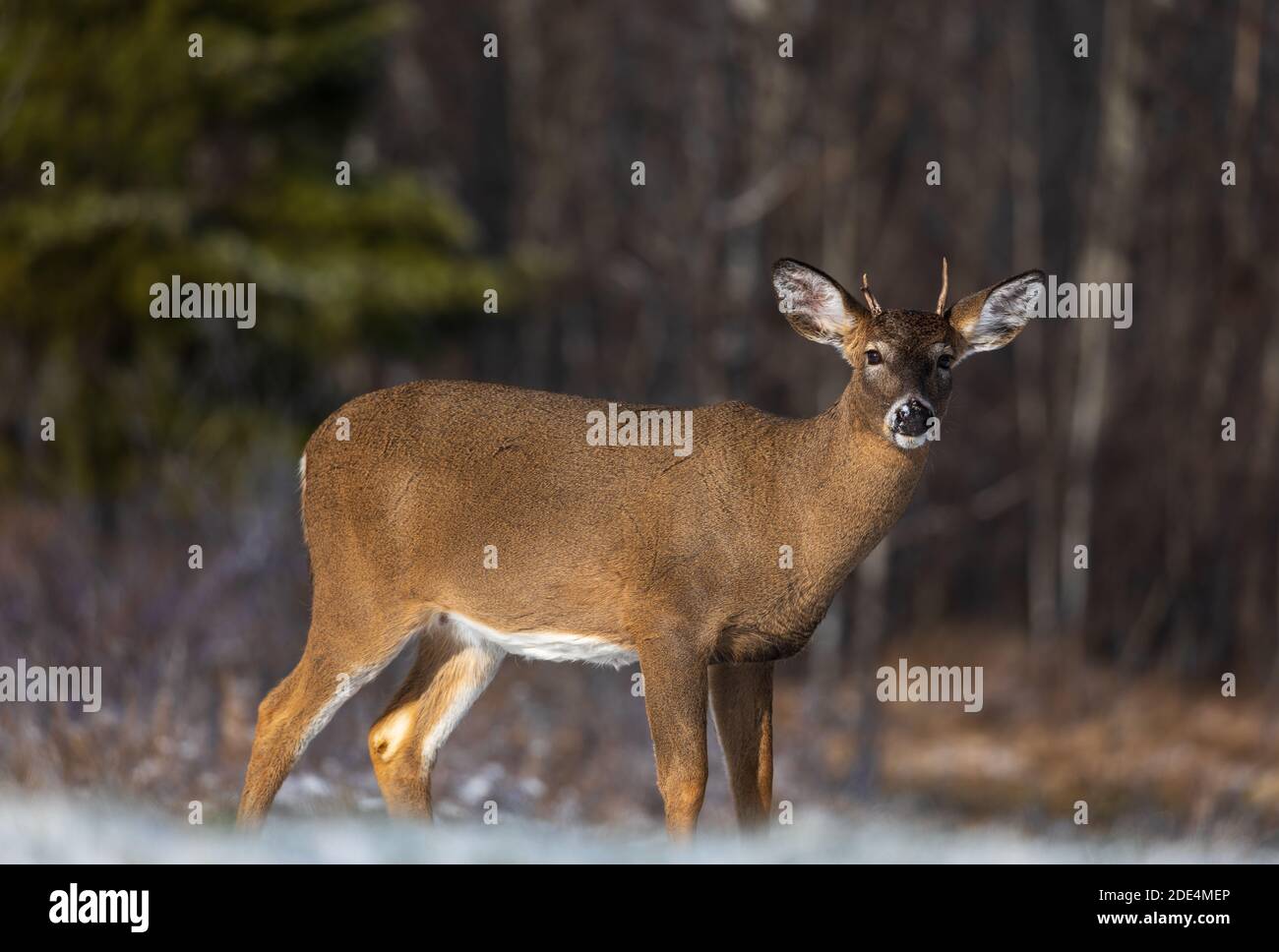 Male spike hi-res stock photography and images - Alamy