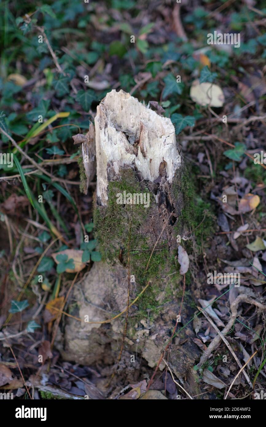 A closeup shot of a broken dry tree in a forest Stock Photo - Alamy