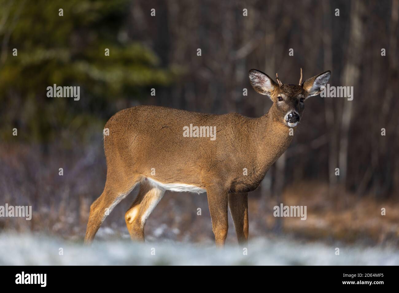 Spike buck in northern Wisconsin Stock Photo - Alamy