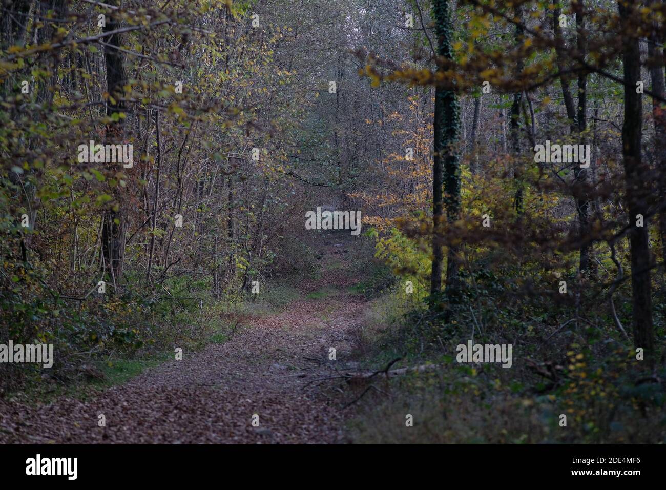 A scenic view of a small pathway in the forest Stock Photo - Alamy