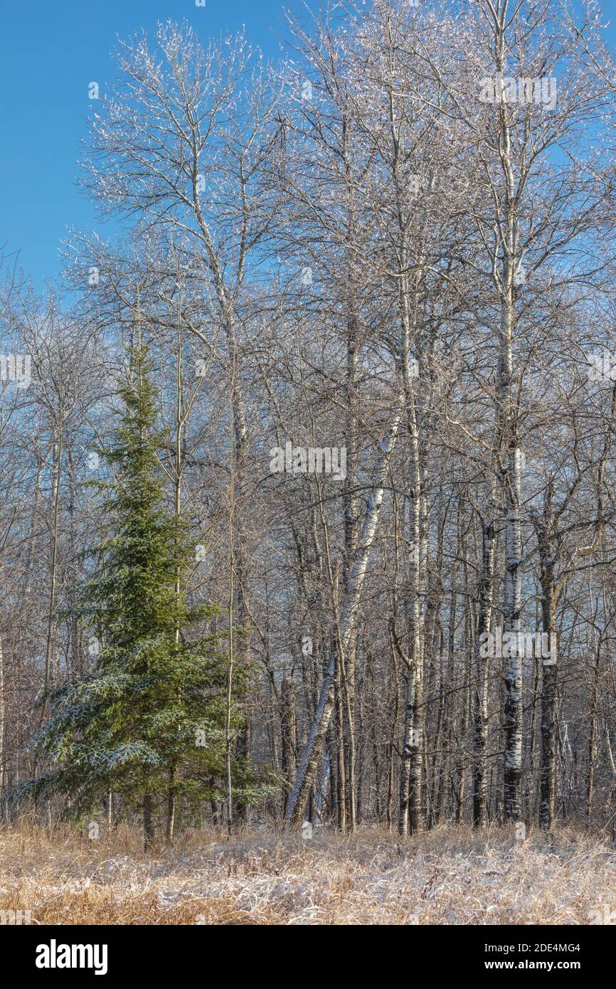 Trees after ice storm hi-res stock photography and images - Alamy