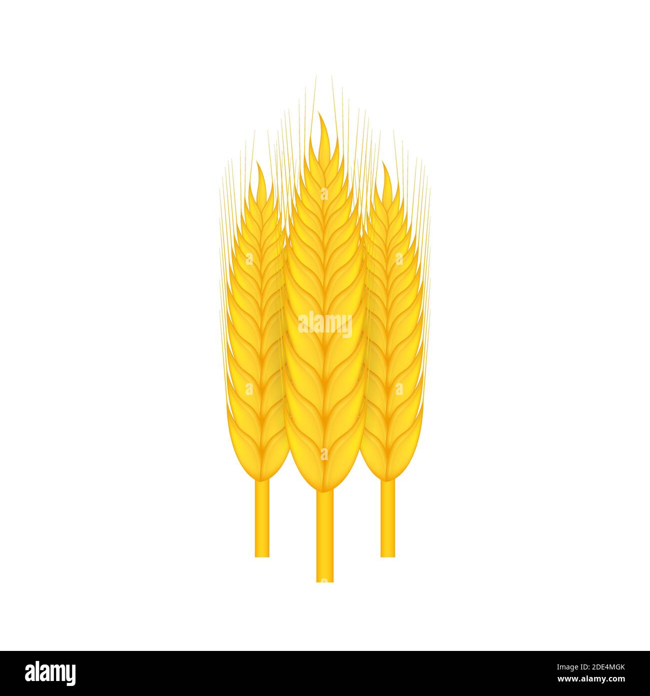 Realistic bunch of wheat, oats or barley isolated on white background ...