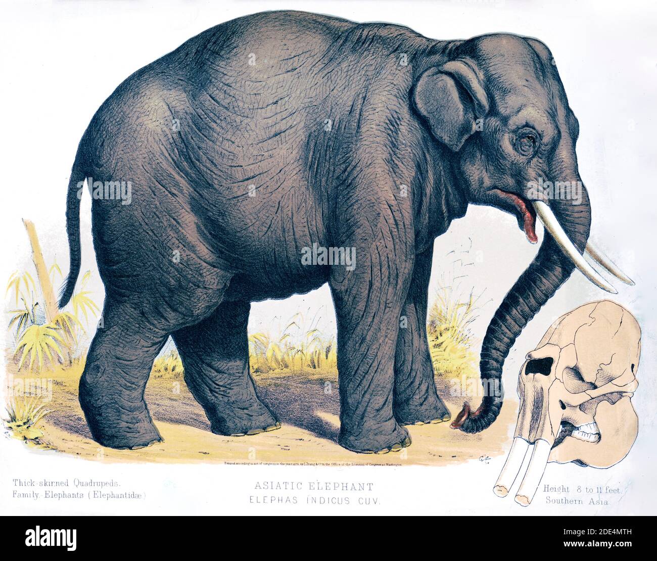 Family elephantidae hi-res stock photography and images - Alamy