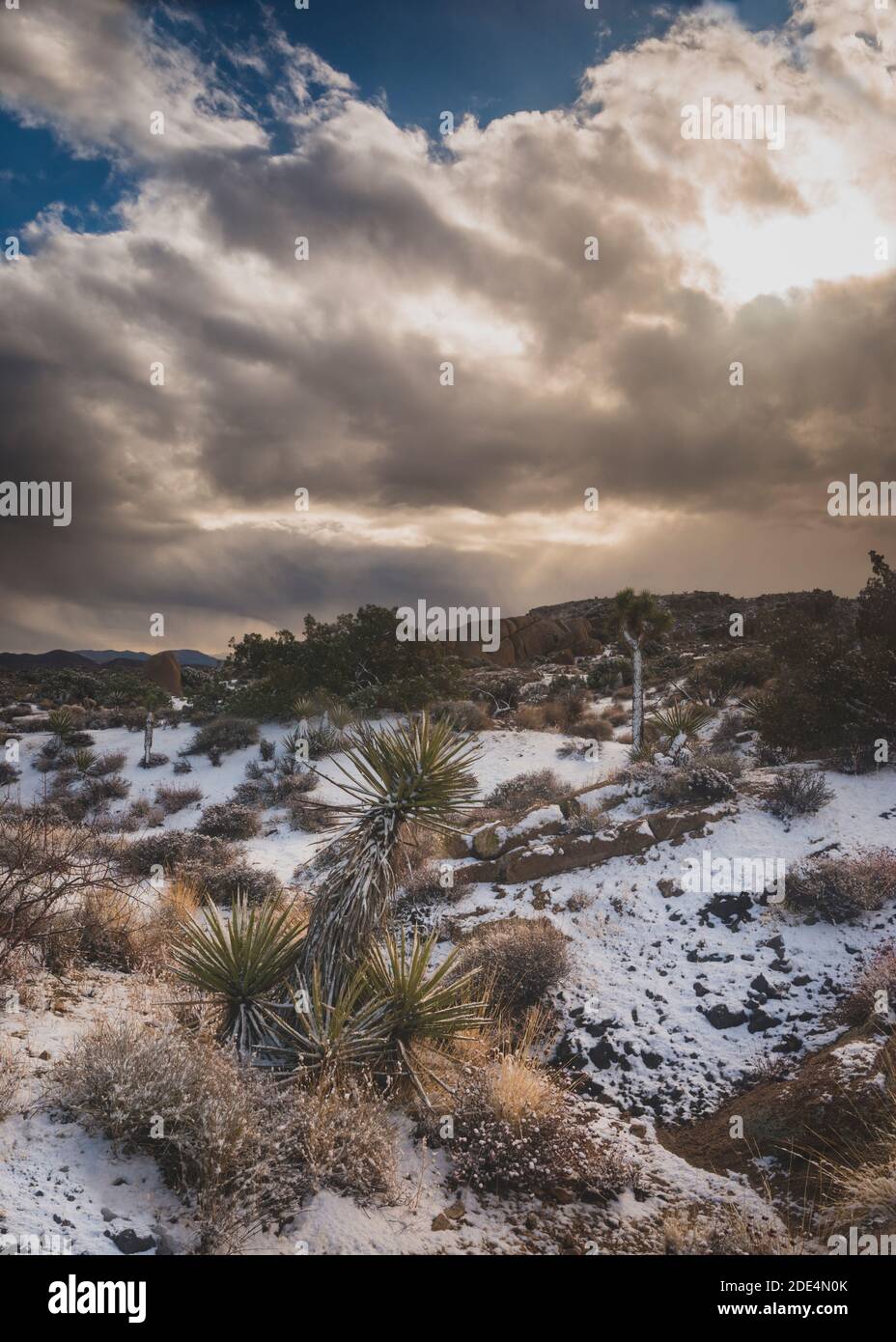 winter in the desert Stock Photo - Alamy