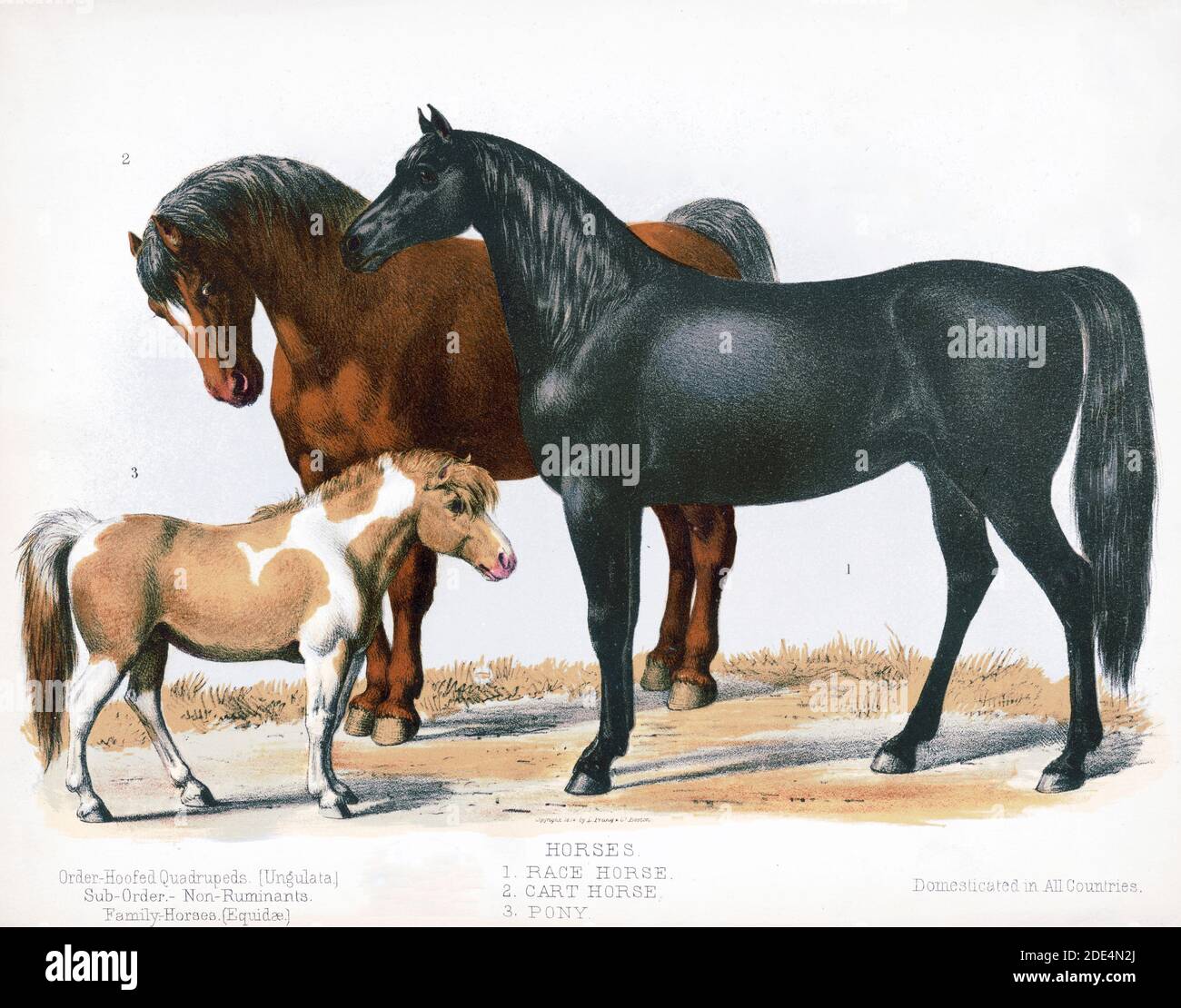 Non ruminants hi-res stock photography and images - Alamy