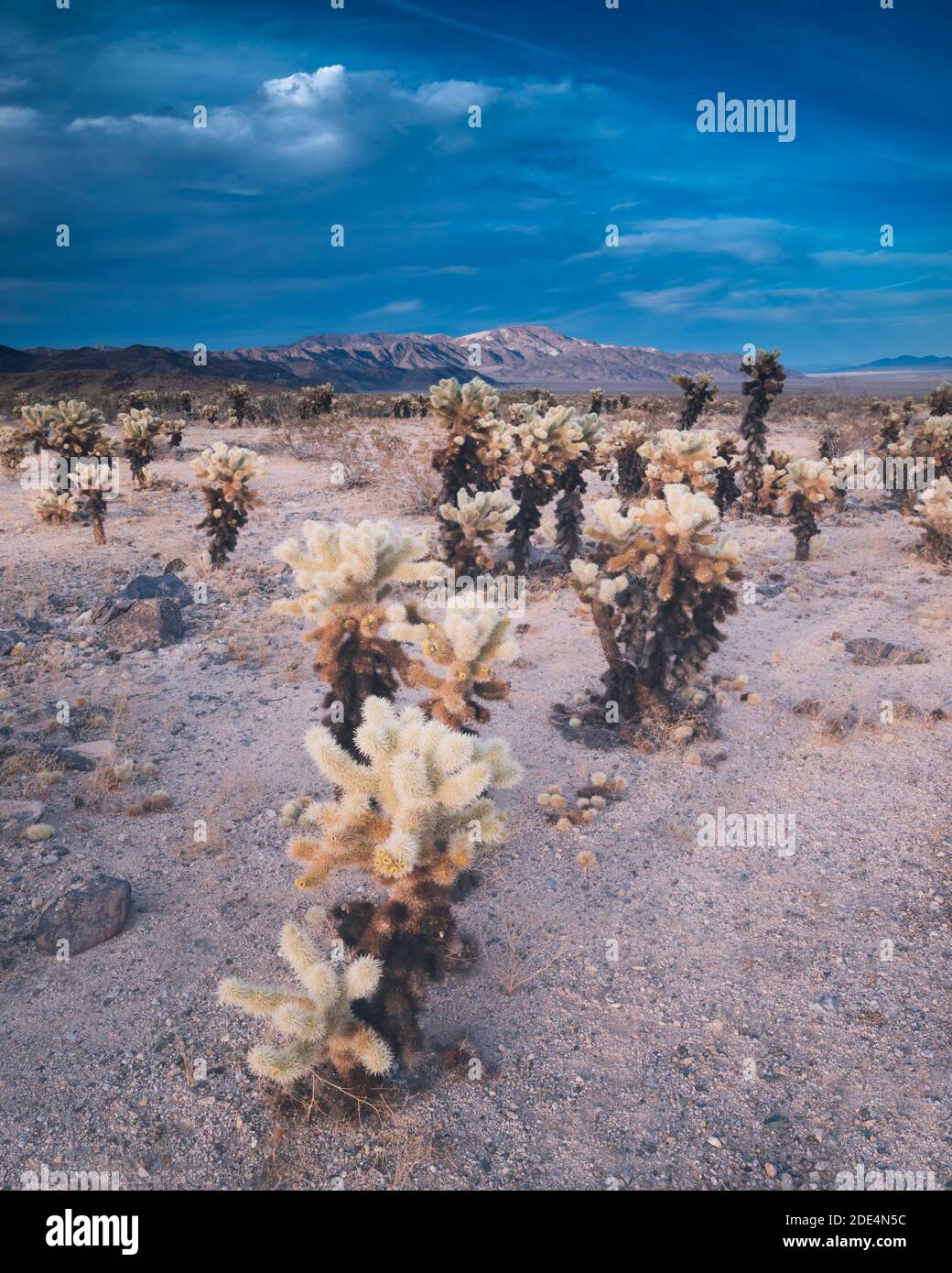 Jumping cholla cactus hi-res stock photography and images - Alamy