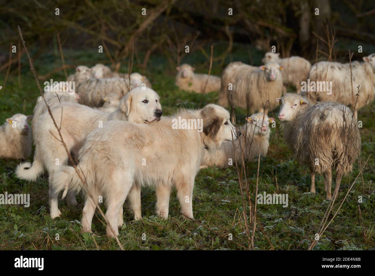 Again sheep flock hi-res stock photography and images - Alamy