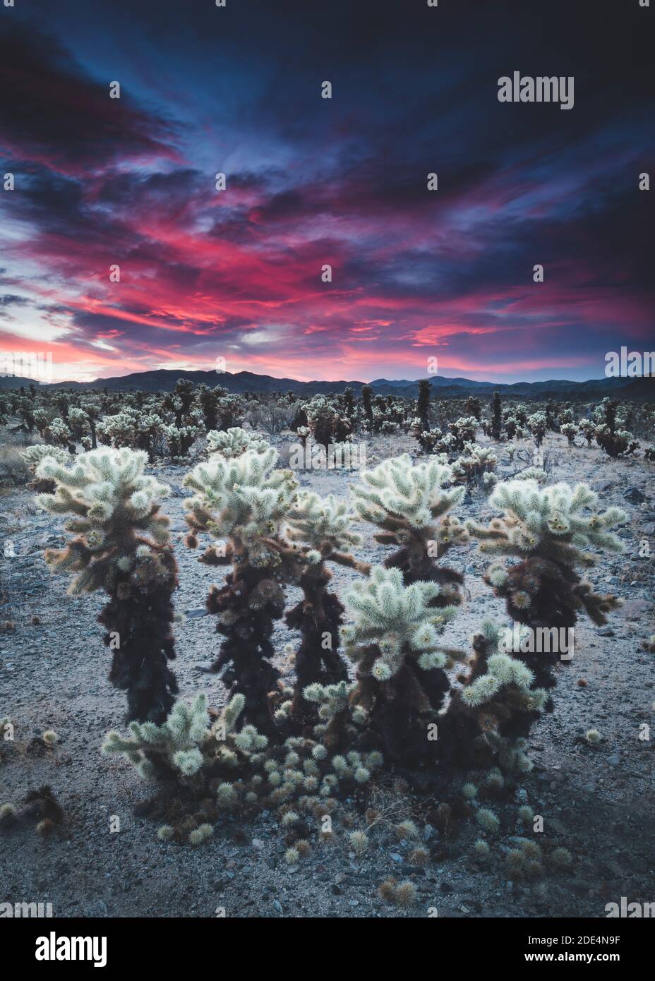 Western landscape cactus hi-res stock photography and images - Alamy