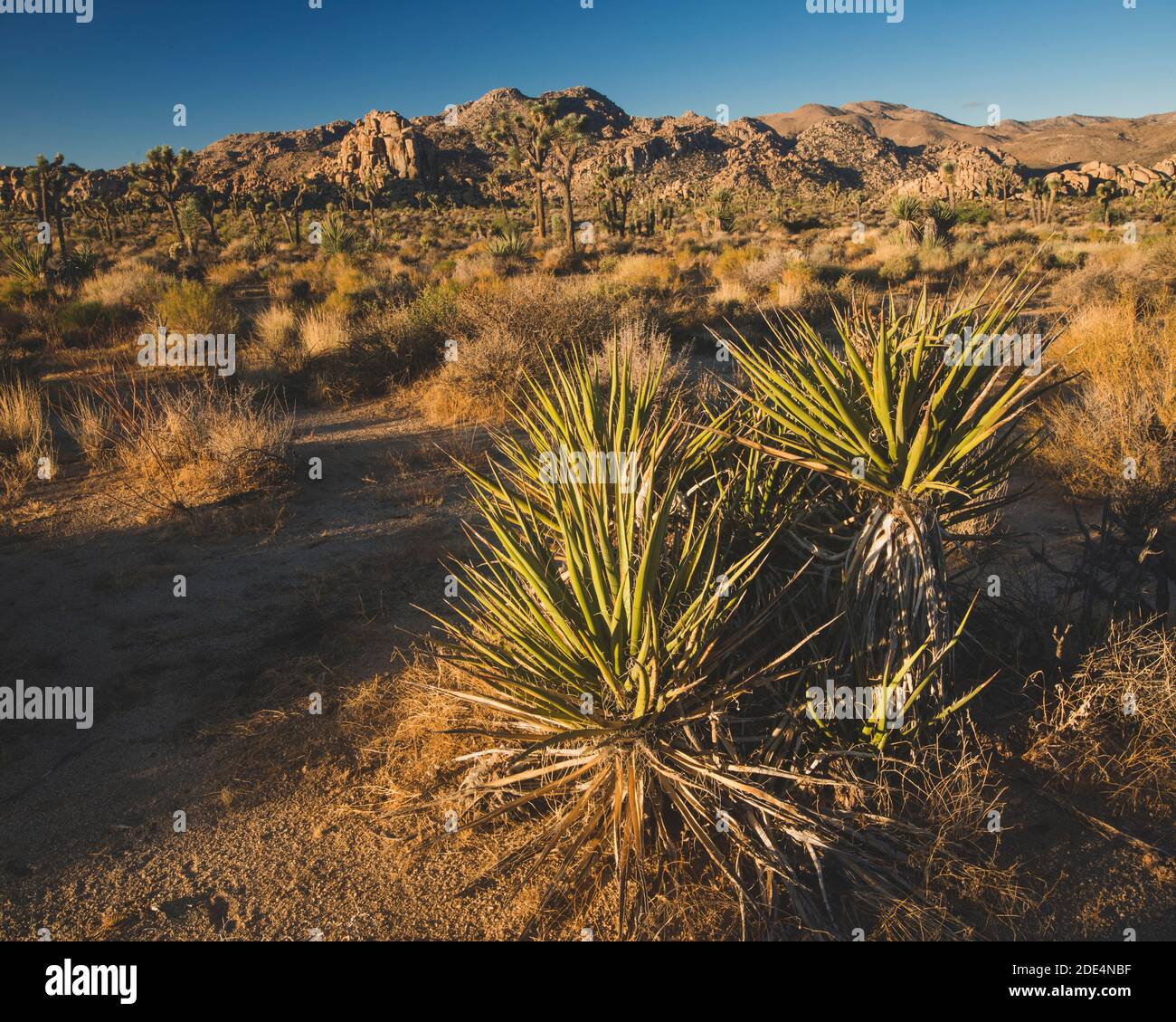 Desert tree hot springs hi-res stock photography and images - Alamy