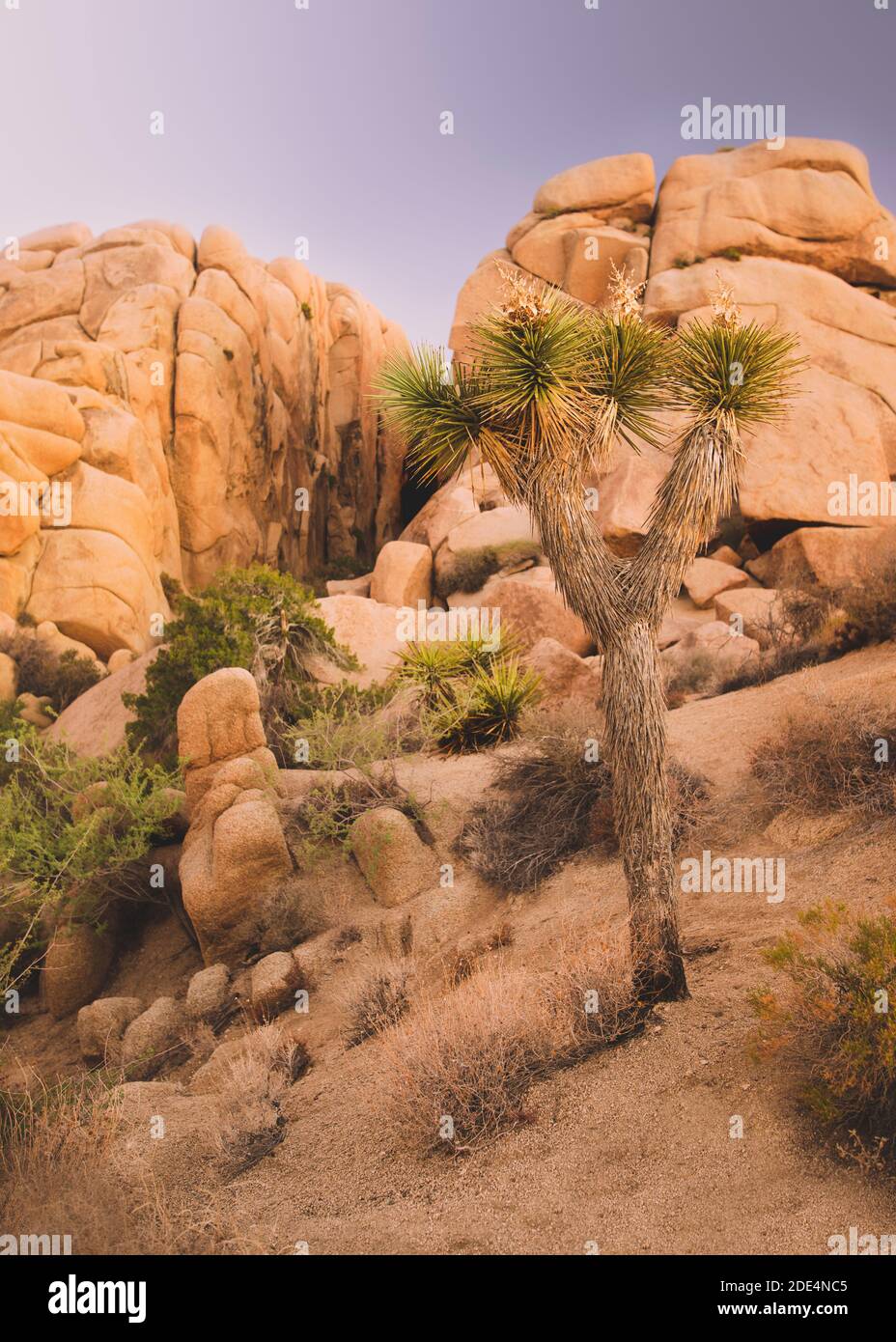 guarding the crevice Stock Photo - Alamy