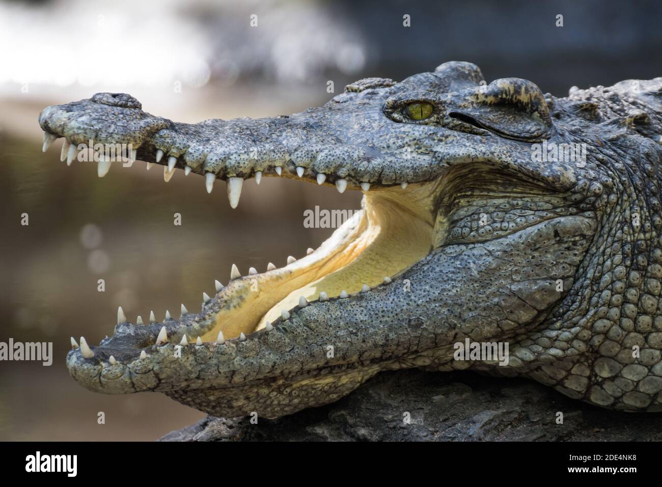 close up crocodile with open mouth Stock Photo - Alamy