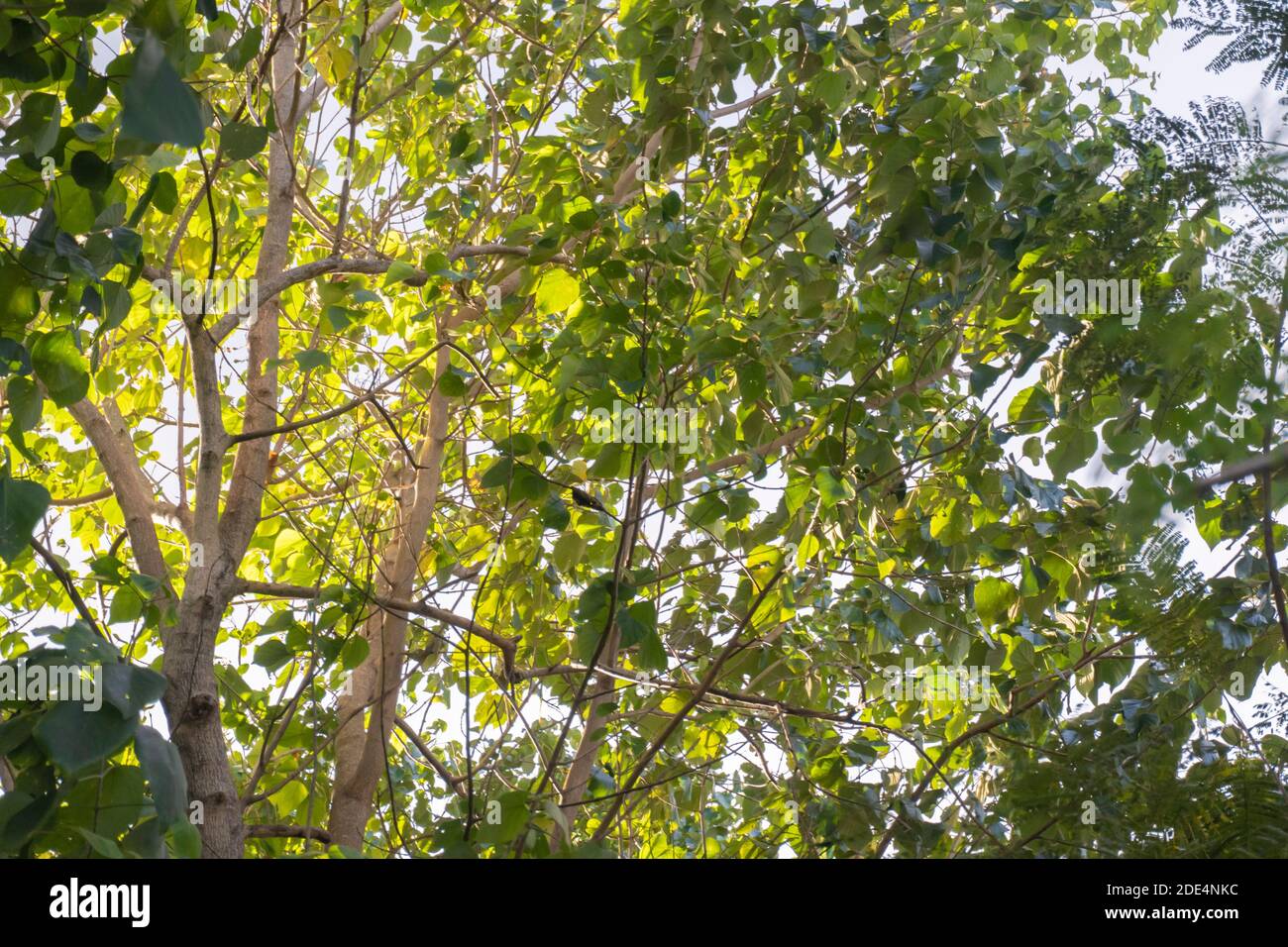 Green foliage in sunlight. High quality photo Stock Photo - Alamy