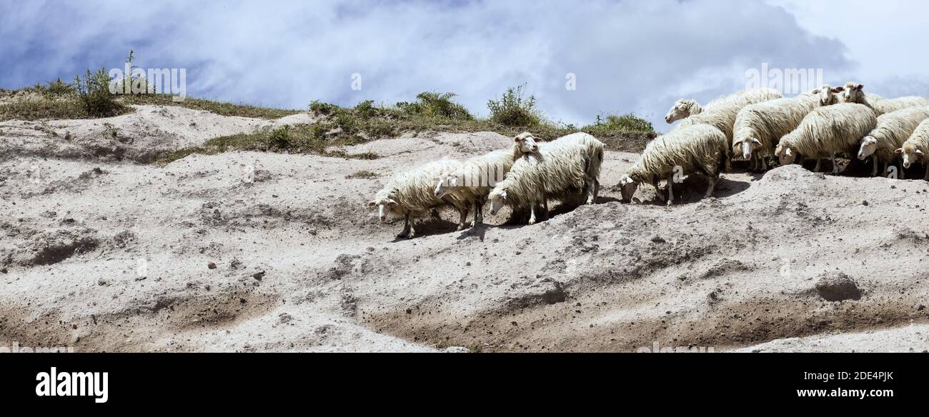 A view of a herd of sheep on the edge of a cliff Stock Photo - Alamy