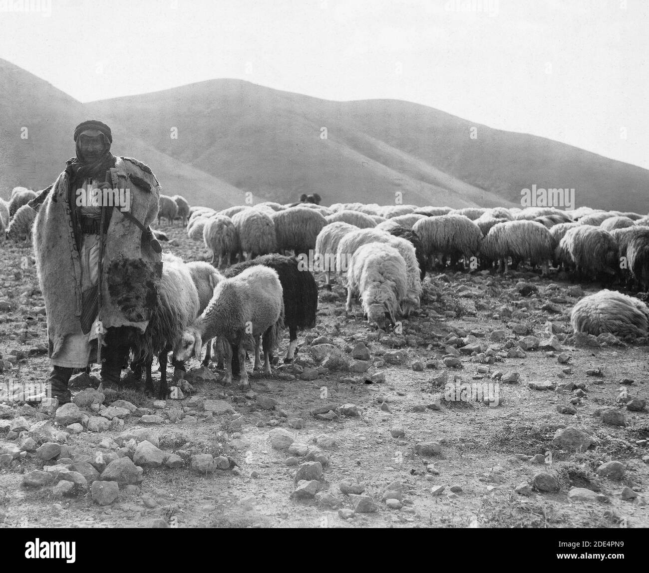 Early 1900s Sheep And Shepherd High Resolution Stock Photography and ...